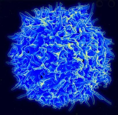 bacteria beginning with t