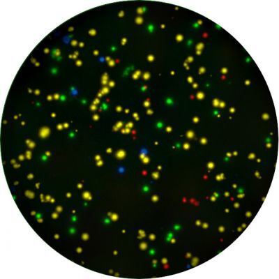 b cells are polyclonal